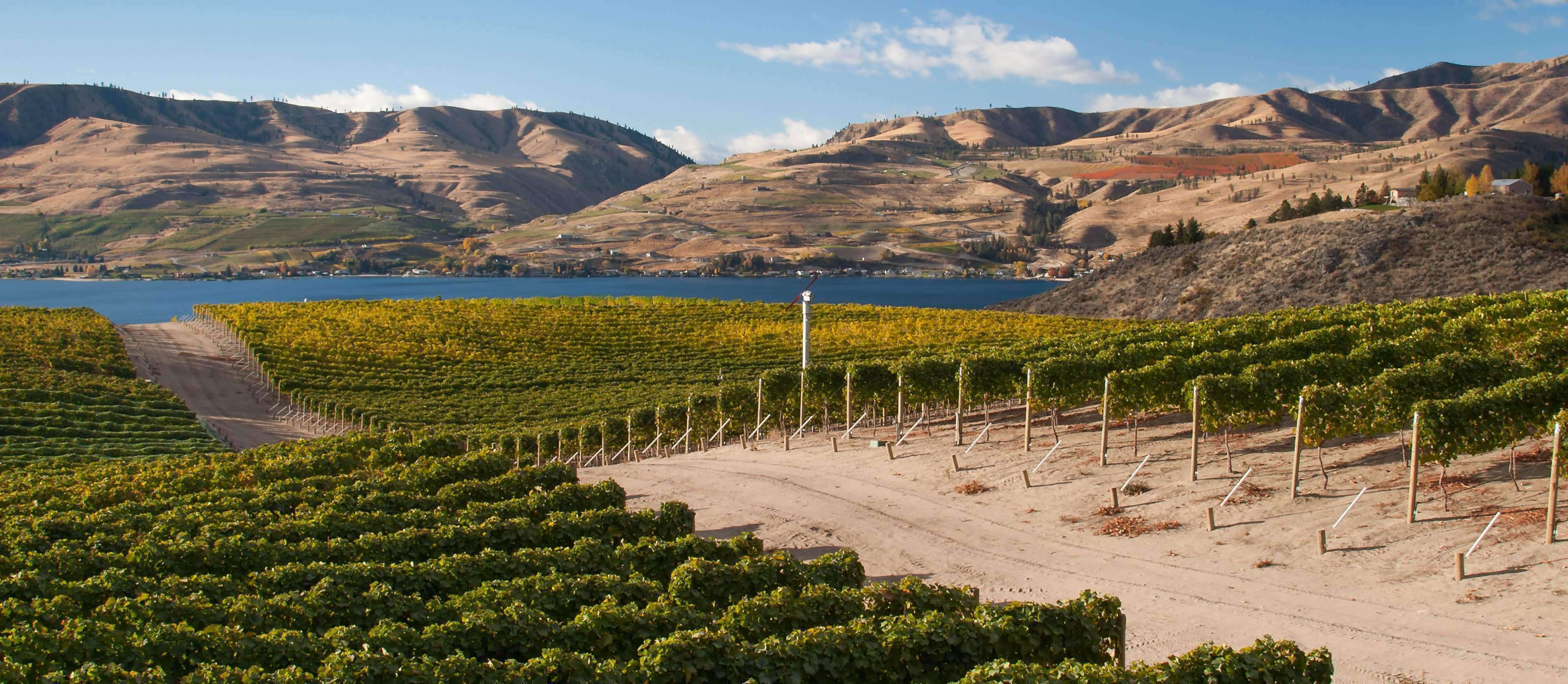 Washington Wine | Bold and Intense Wines from Washington State | Buy ...