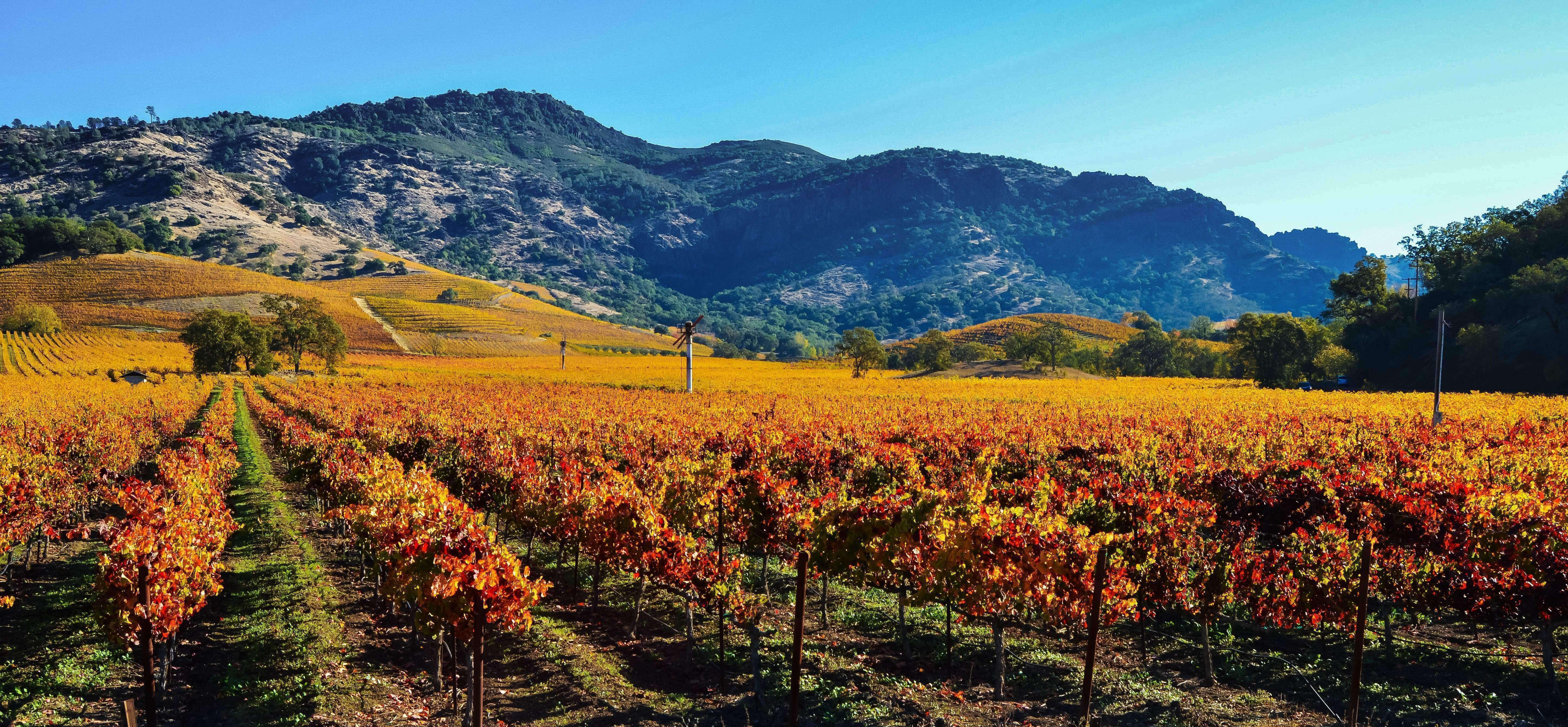 California Wine | Experience Wine From Regions Like Napa & Sonoma ...